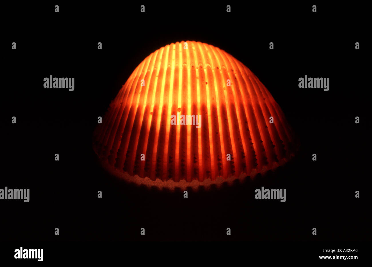 A SHELL ILLUMINATED BY ORANGE LIGHT Stock Photo - Alamy
