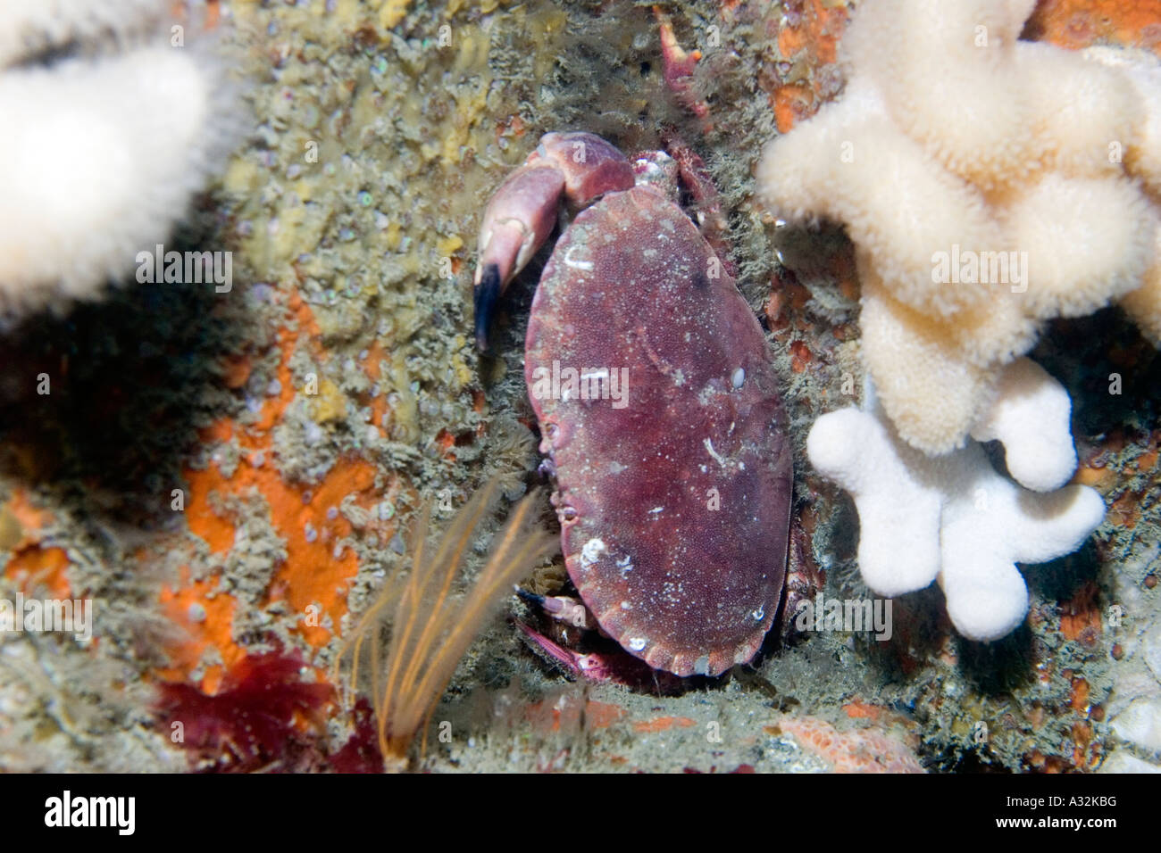 Edible crab on a reef off Cornwall Stock Photo - Alamy