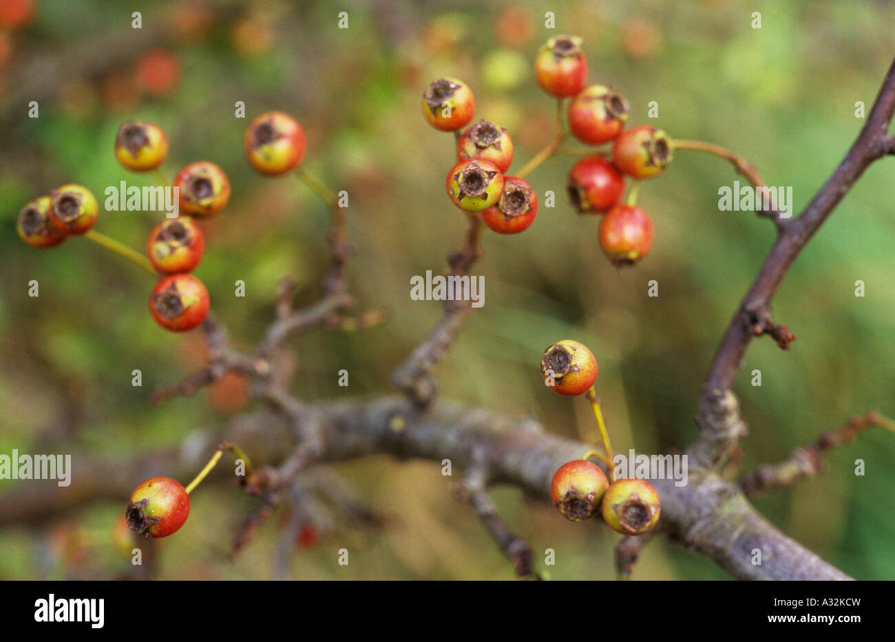Crataegus monogyna hawthorn yield hi-res stock photography and images - Alamy
