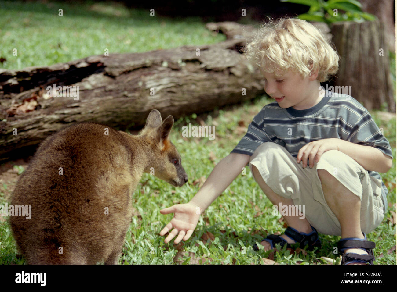 Smiling Wallaby Stock Photos & Smiling Wallaby Stock Images - Alamy