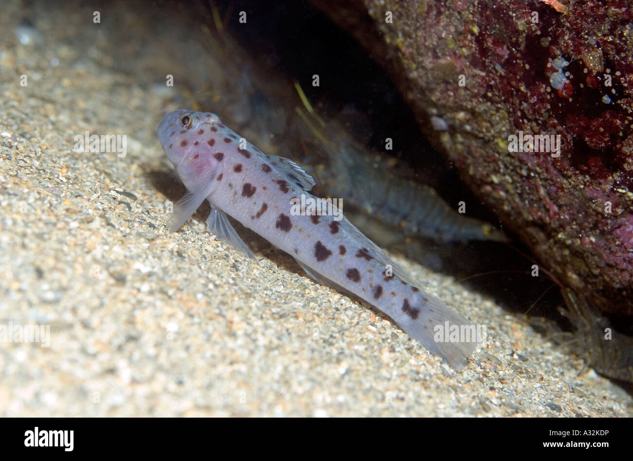 Leopard spotted goby on reef off Cornwall Stock Photo - Alamy