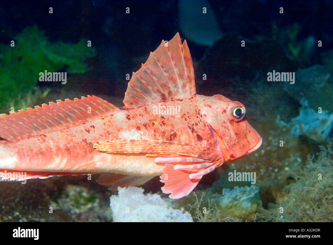 Red Gurnard off Cornwall Stock Photo - Alamy