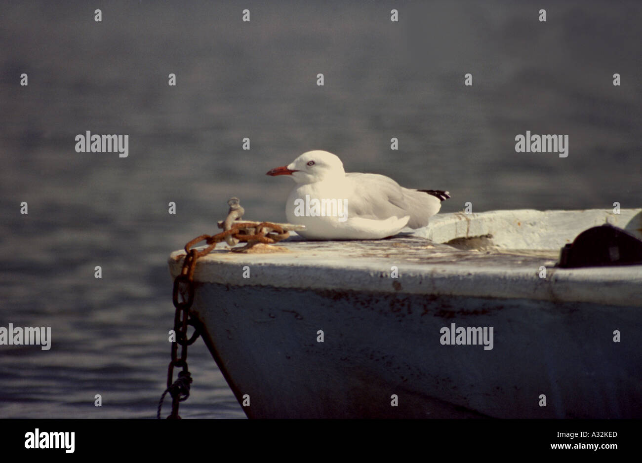 A SEGULL SITTING ON THE FRONT OF A DINGHY Stock Photo - Alamy