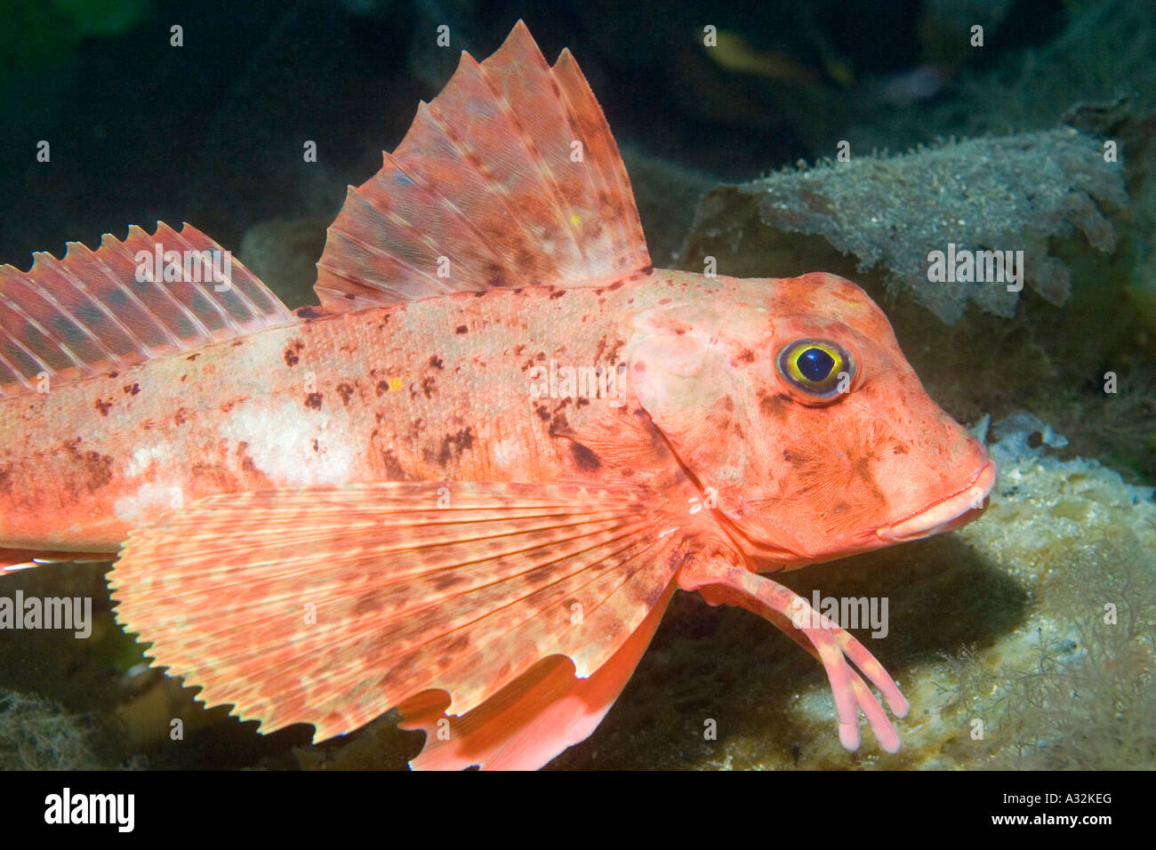 Red Gurnard off Cornwall Stock Photo - Alamy