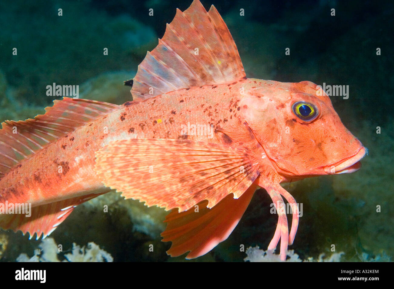 Red Gurnard off Cornwall Stock Photo - Alamy