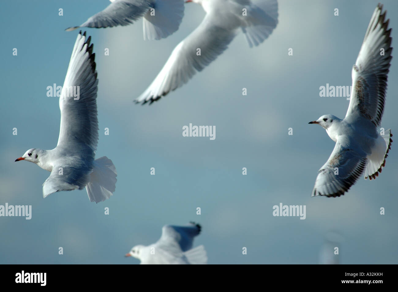 Swooping hi-res stock photography and images - Alamy