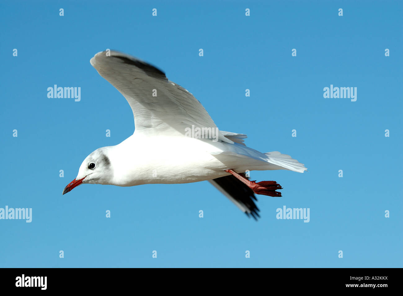 Seagull In Fight Stock Photo - Alamy