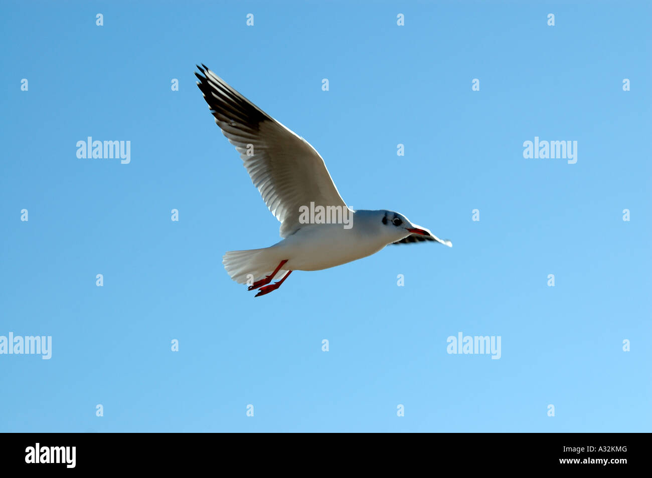 Seagull In Fight Stock Photo - Alamy