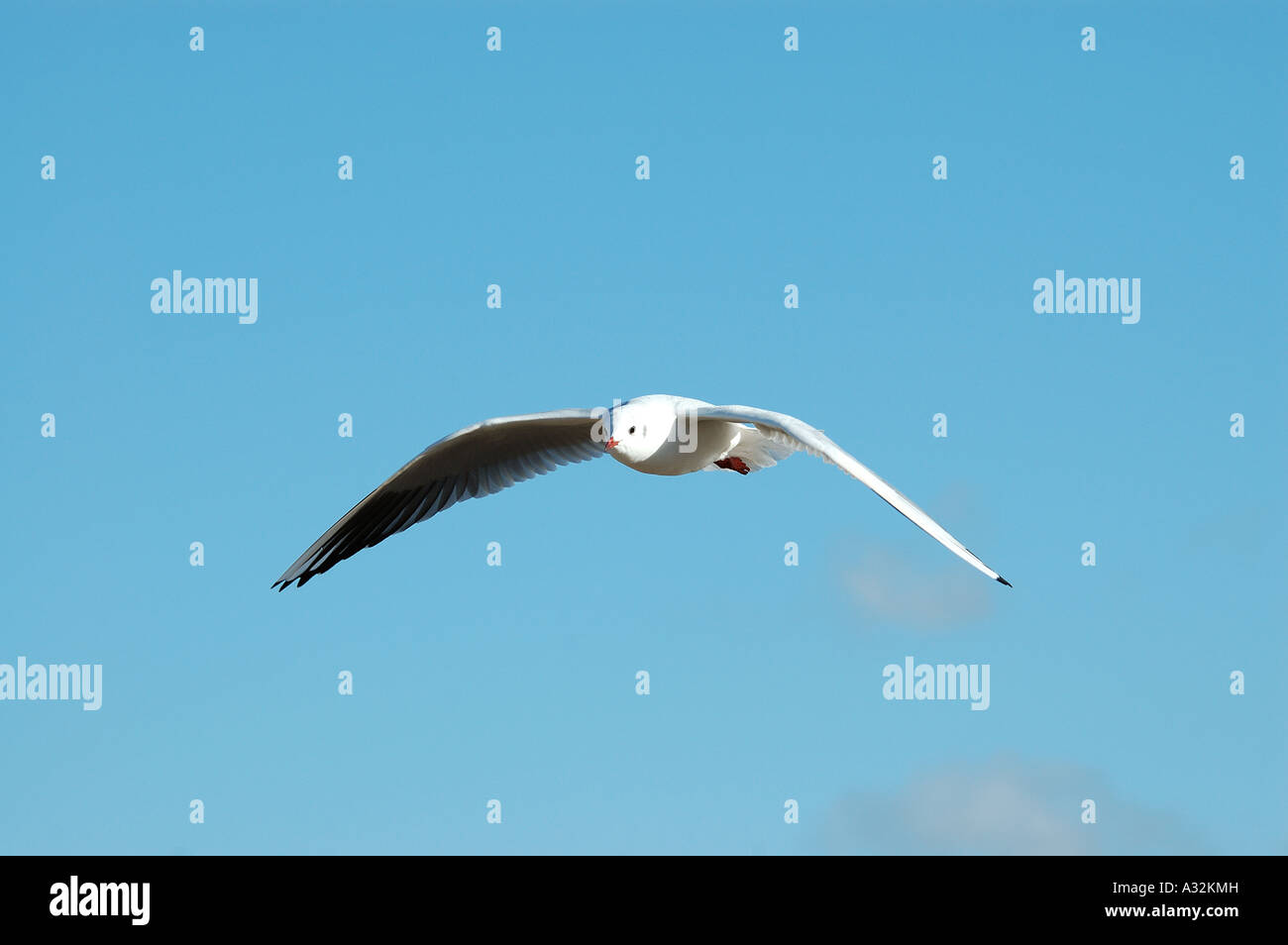 Seagull In Fight Stock Photo - Alamy