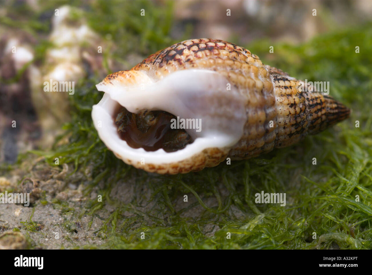 Hermit Crab Hiding in a Sea Snail Shell Stock Photo - Alamy