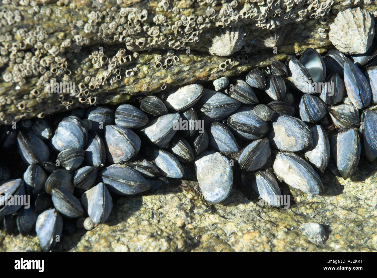 Muscles On Rocks on a Beach Stock Photo - Alamy