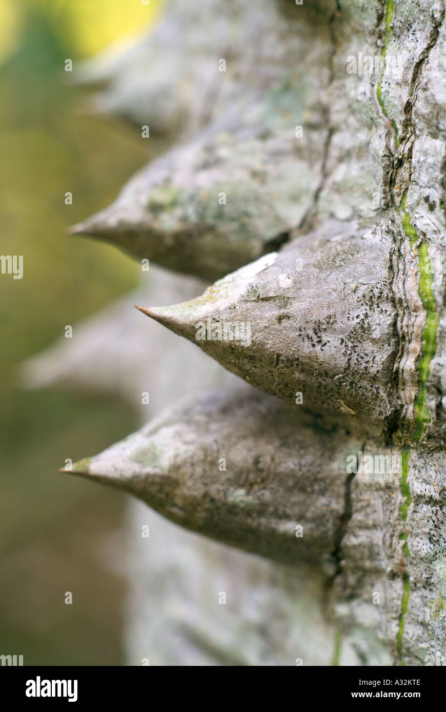 Floss Silk tree Chorisia speciosa thorns on tree Bombacacae defense ...