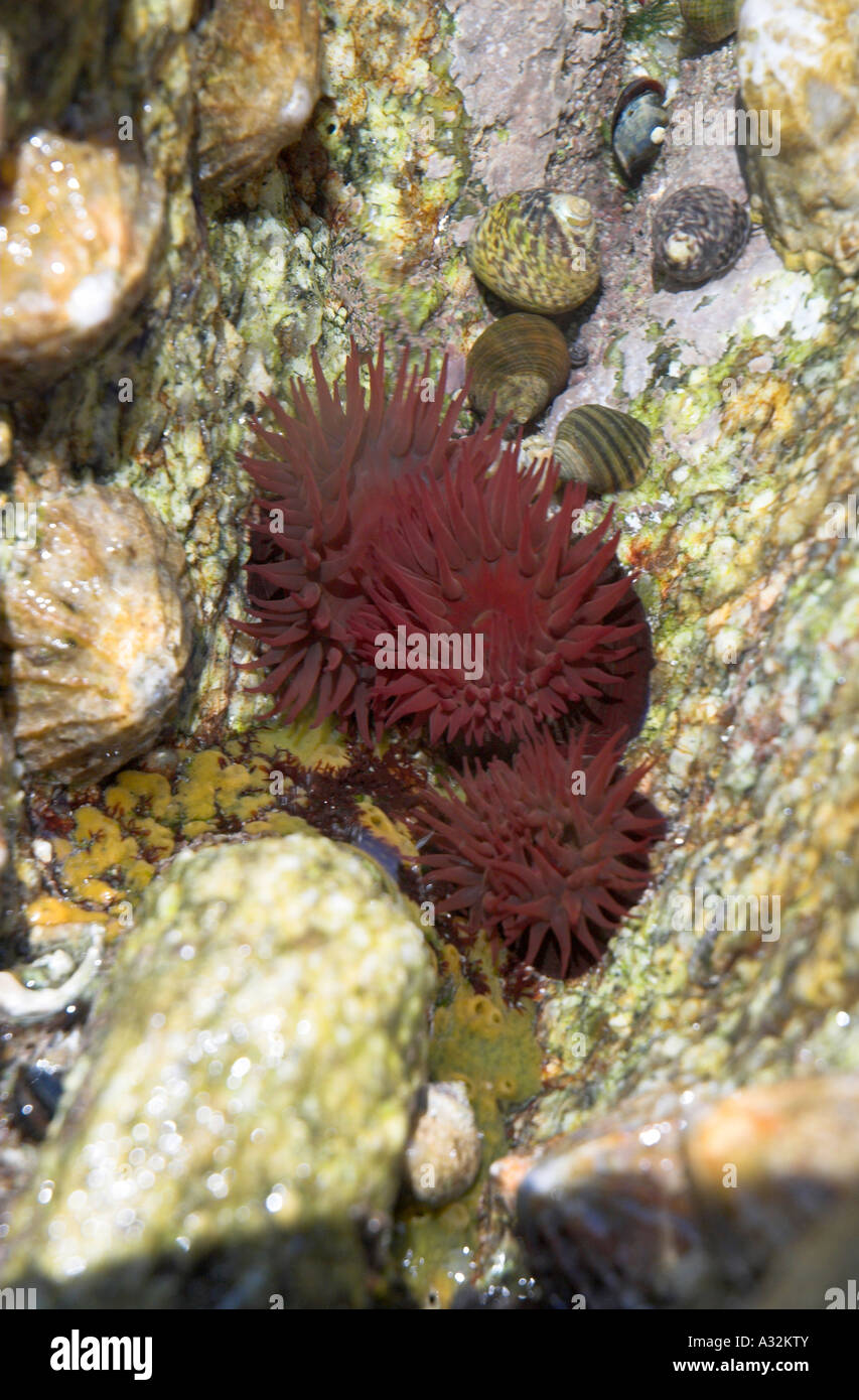 Beadlet Anemone in a Rock Pool Stock Photo - Alamy