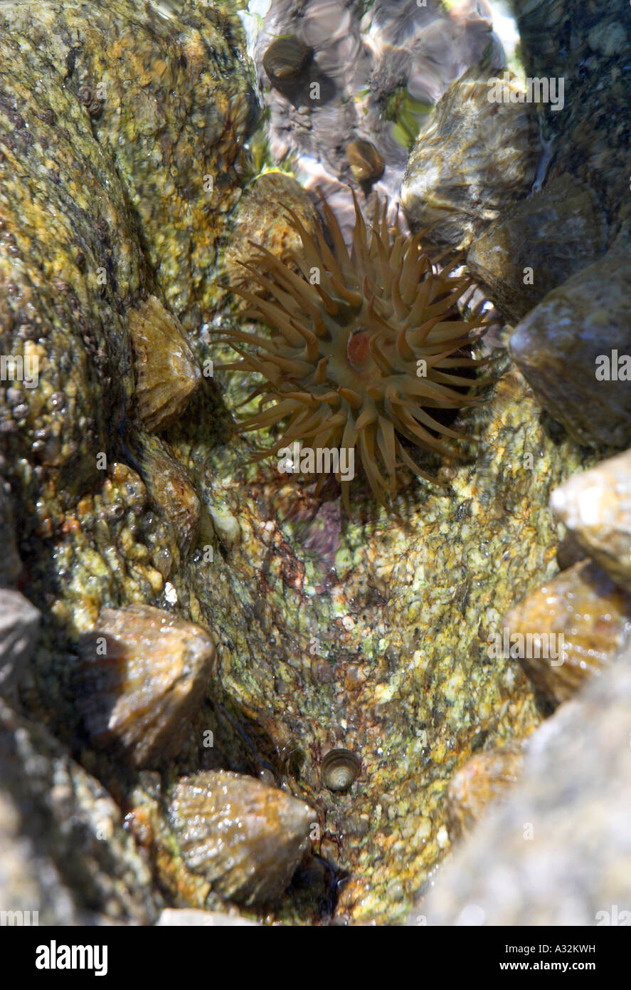 Beadlet Anemone in a Rock Pool Stock Photo - Alamy