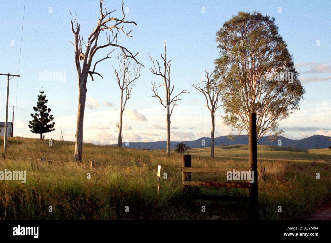 DESOLATE WINDSWEPT TREES TOOWOOMBA QUEENSLAND AUSTRALIA BAPN96 Stock ...