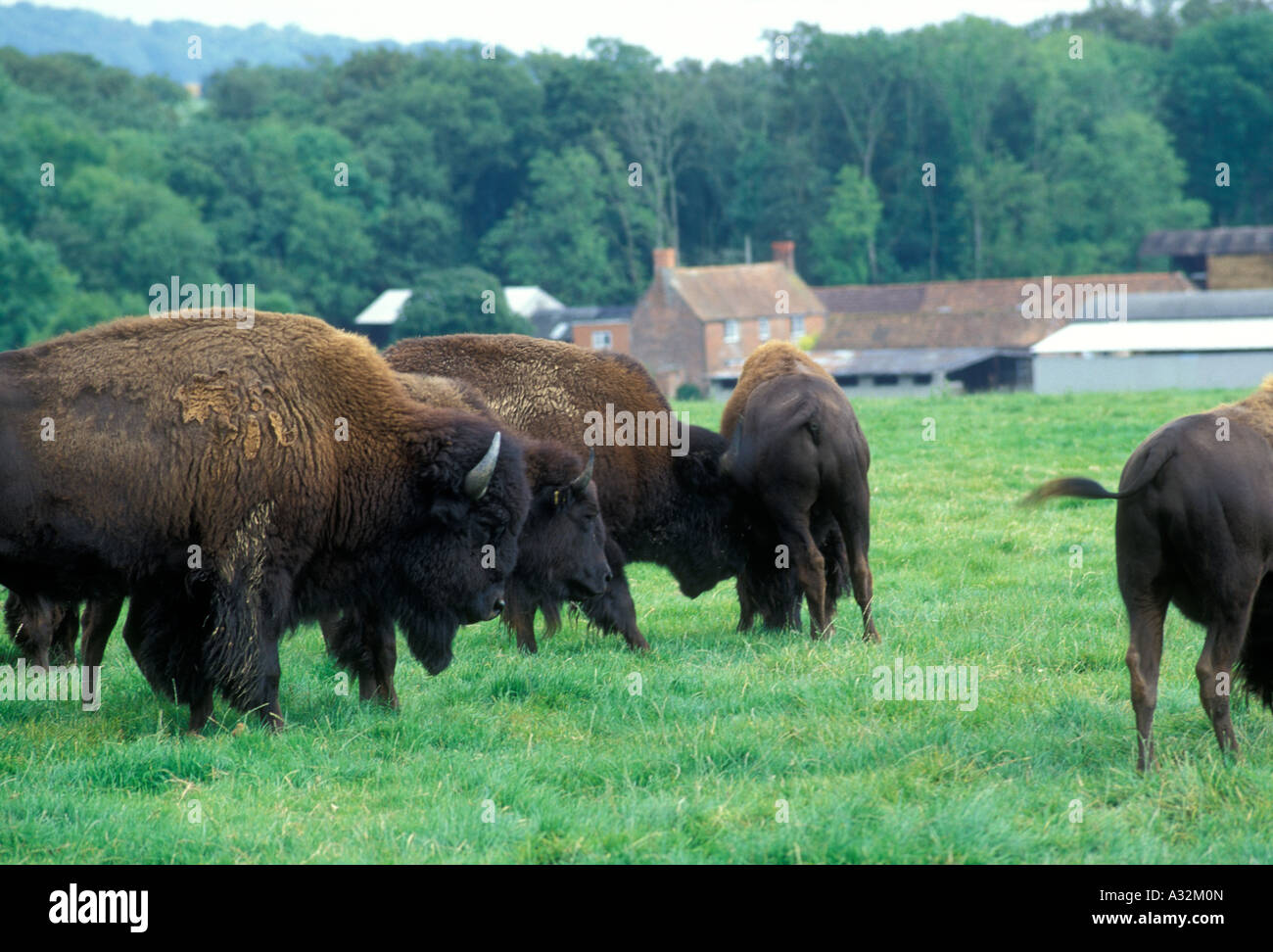 Bison farming hi-res stock photography and images - Alamy
