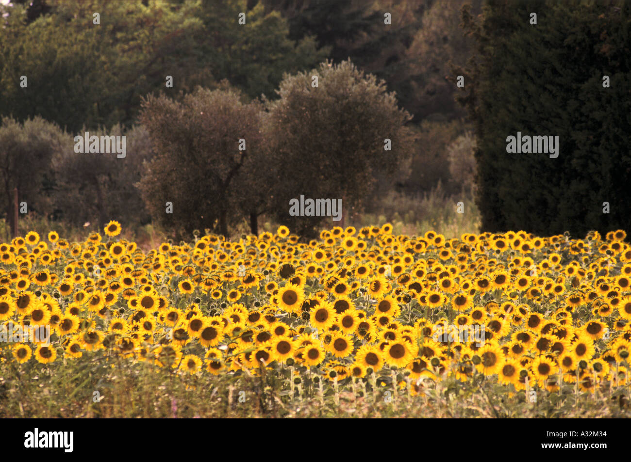 sunflower fields near arles provence france Stock Photo - Alamy