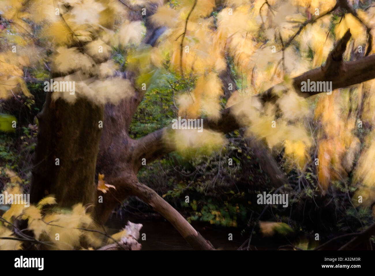 Orange Autumn sycamore leaves with motion blur in the wind Stock Photo ...