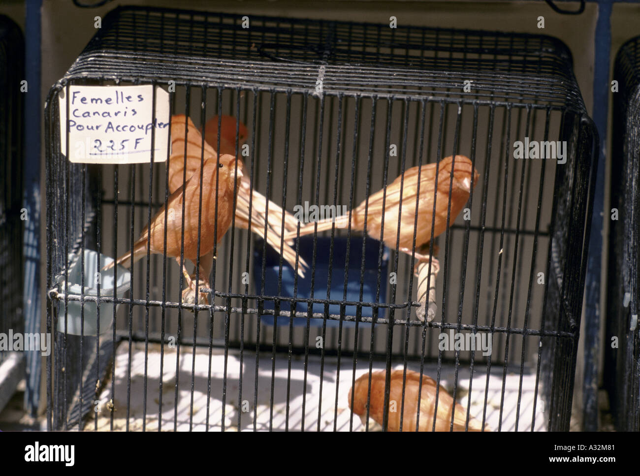 birds market paris Stock Photo - Alamy