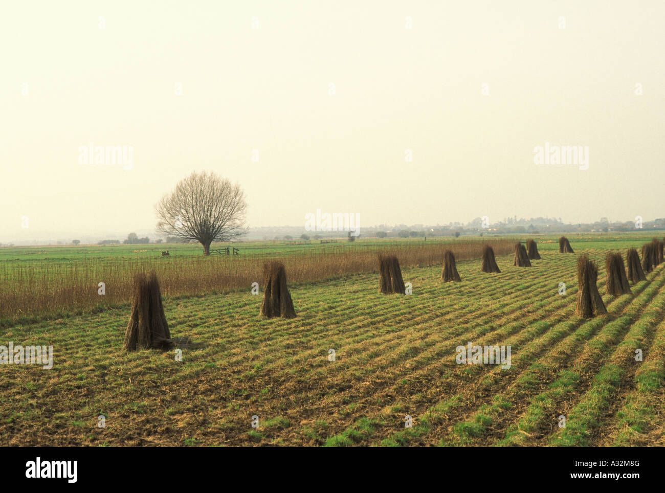 Stooks of withies on the Somerset Levels Stock Photo - Alamy