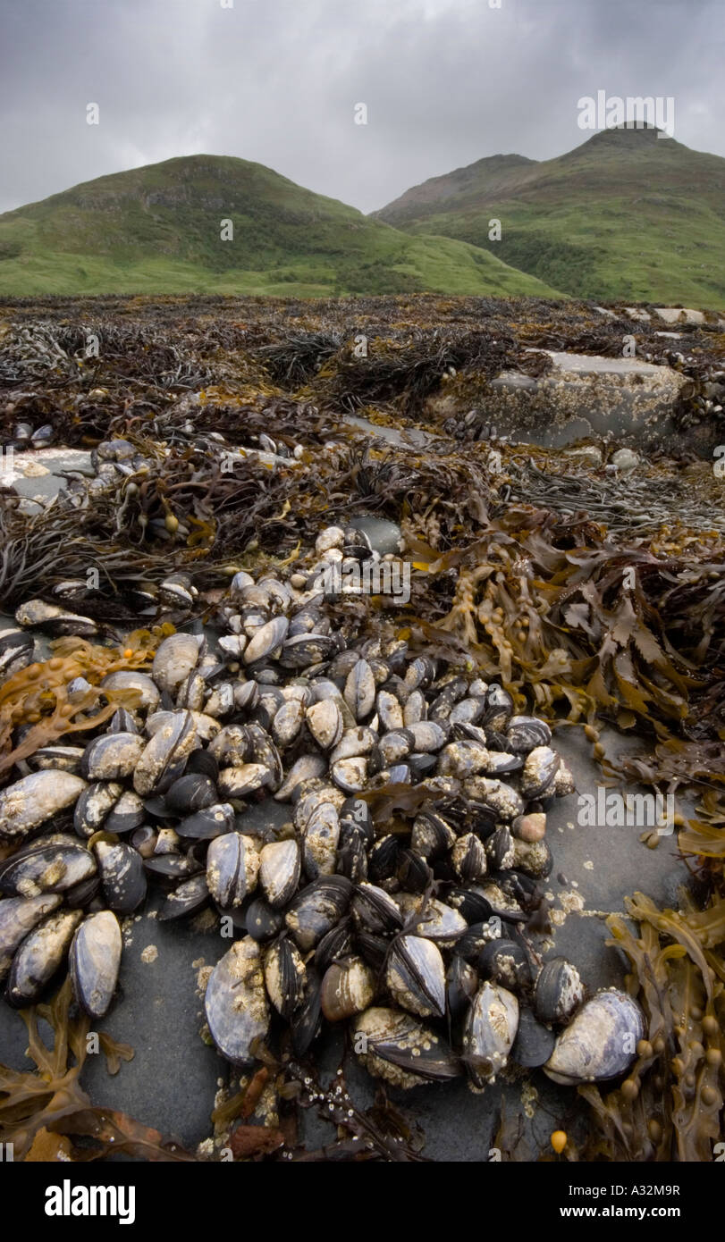 Mussels on rocks at low tide, West Coast of Mull, Scotland Stock Photo ...