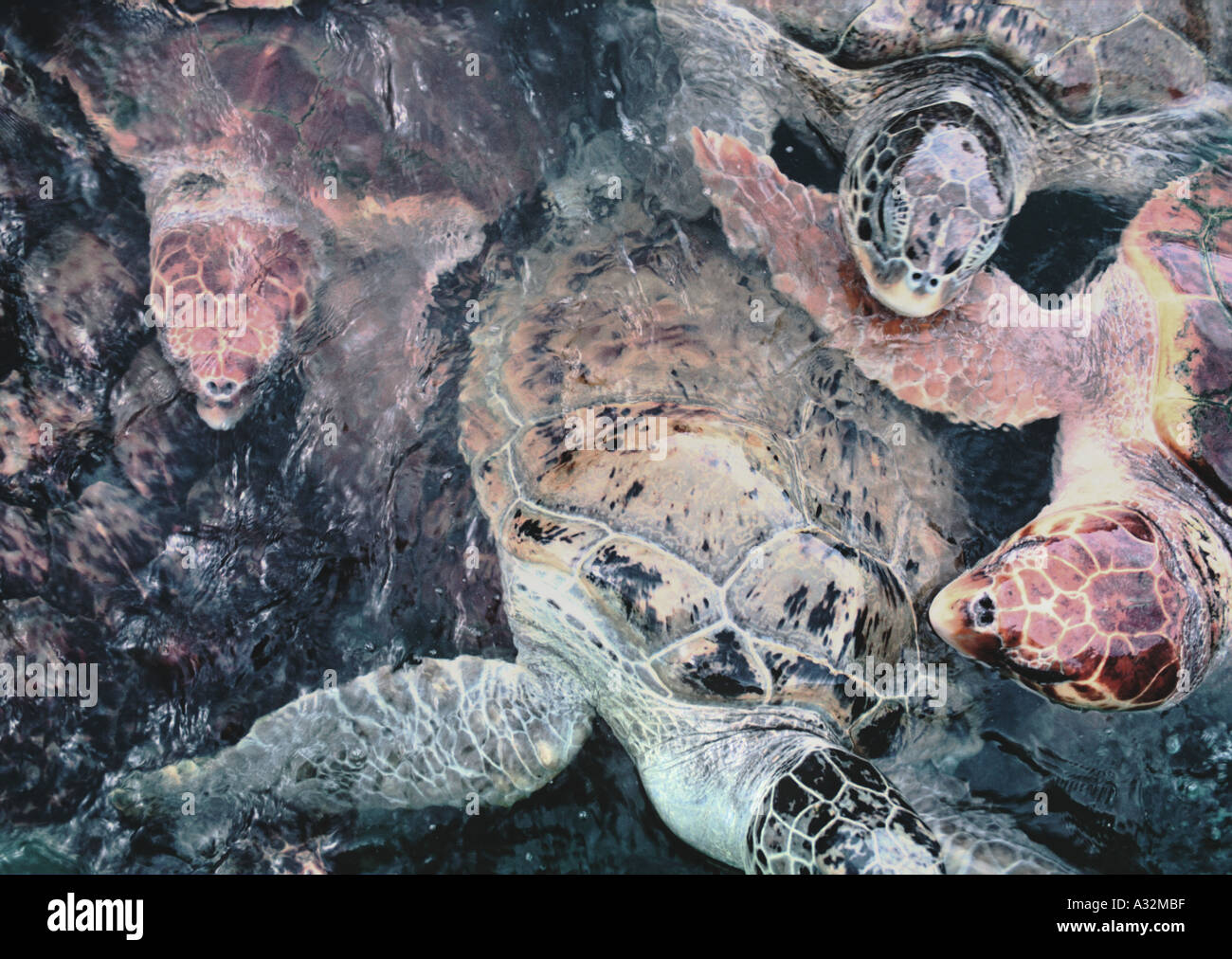 Marine turtles thronging together in Cuba Stock Photo - Alamy