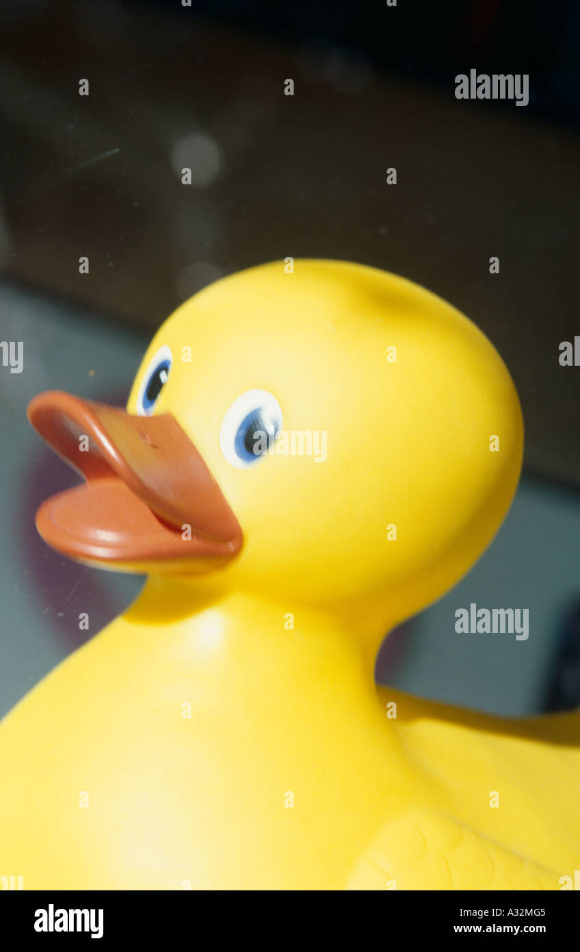 Portrait of a Rubber Duck Stock Photo - Alamy