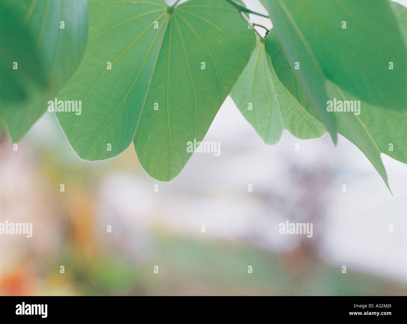Lea leaves hi-res stock photography and images - Alamy