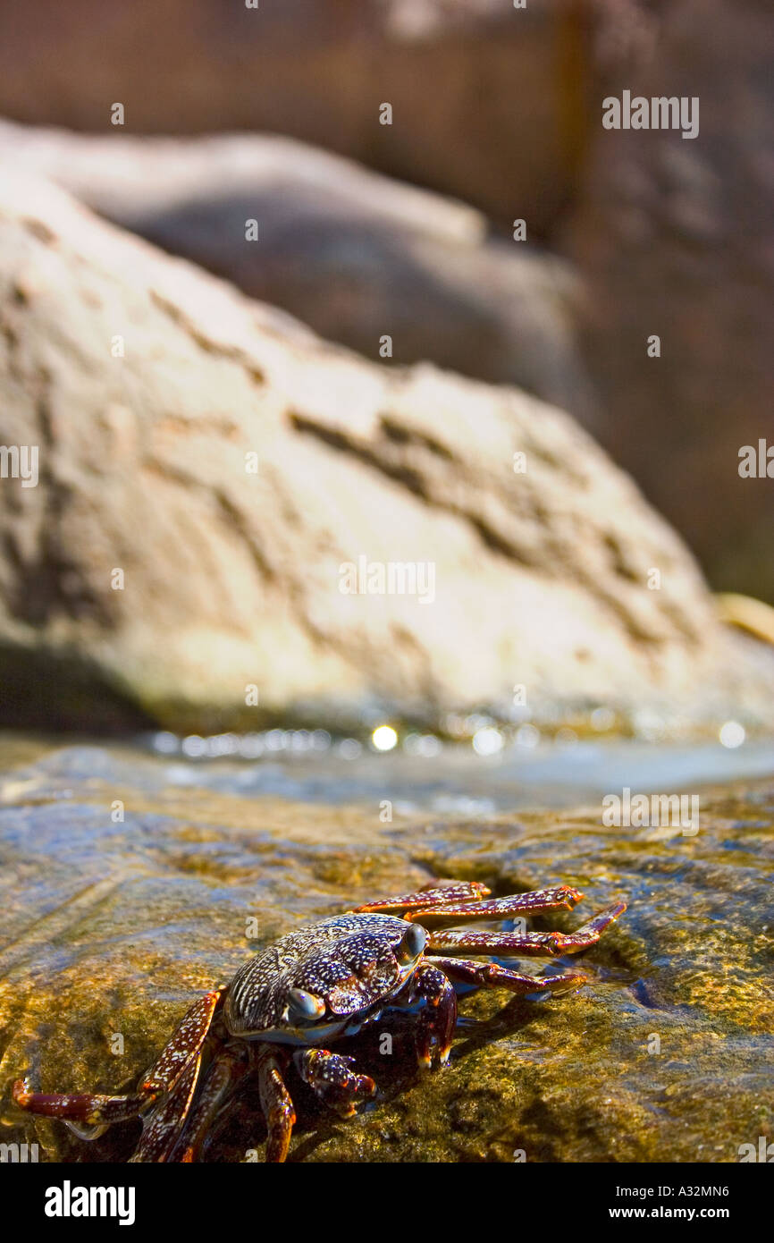 Atlantic rock crab hi-res stock photography and images - Alamy