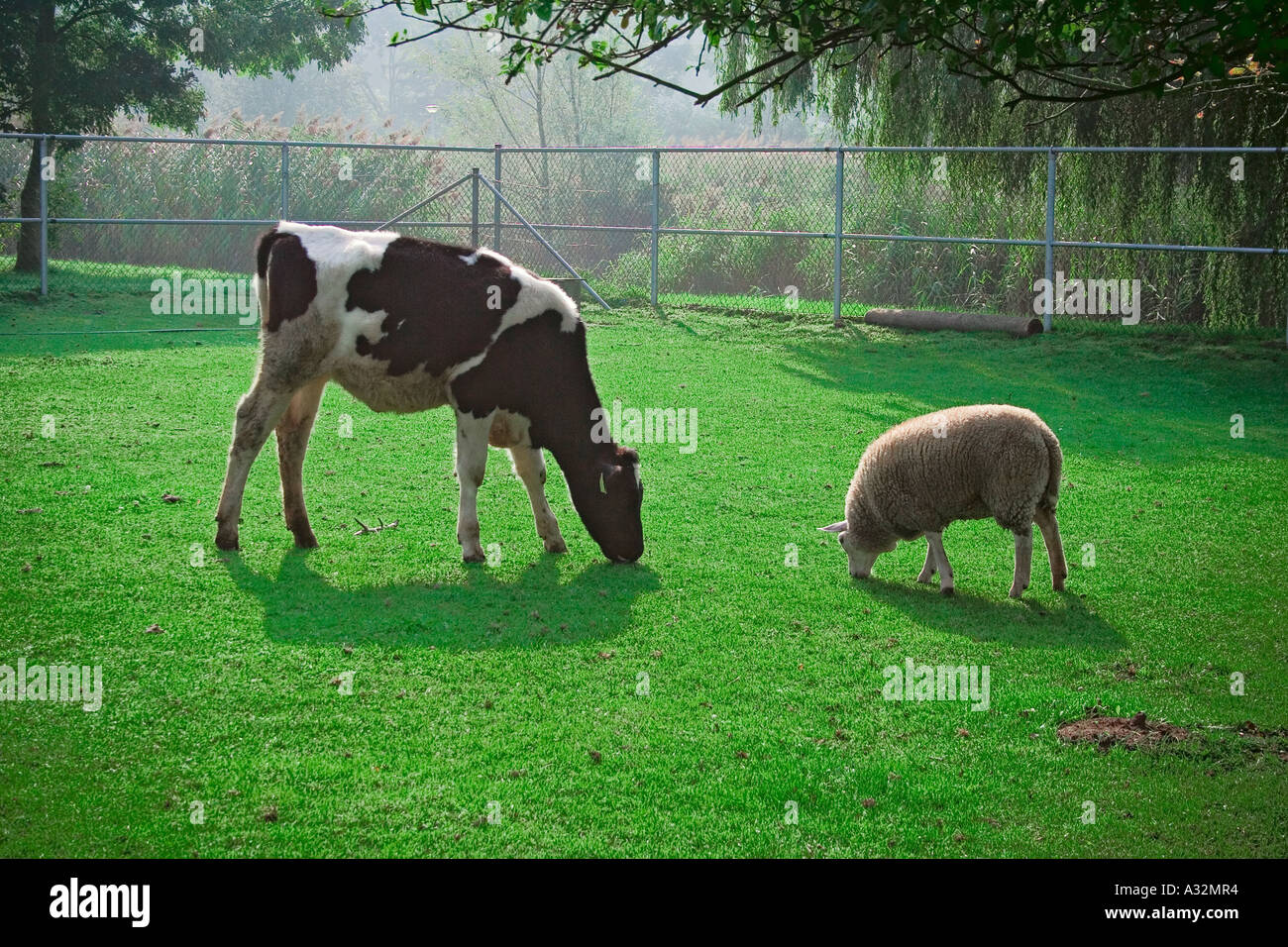 Grazing cow and Lamb, Netherlands Stock Photo - Alamy