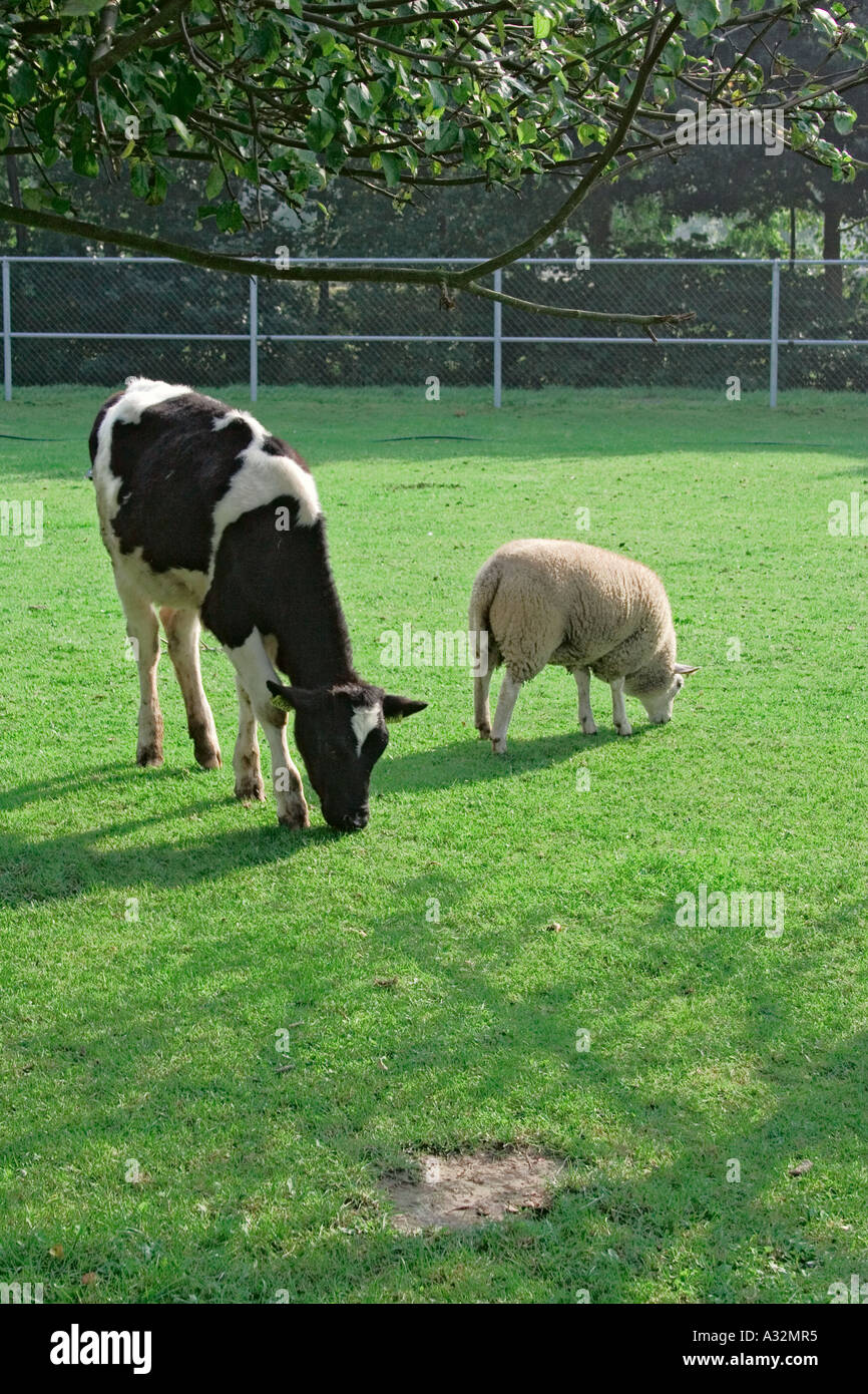 Grazing cow and Lamb, Netherlands Stock Photo - Alamy