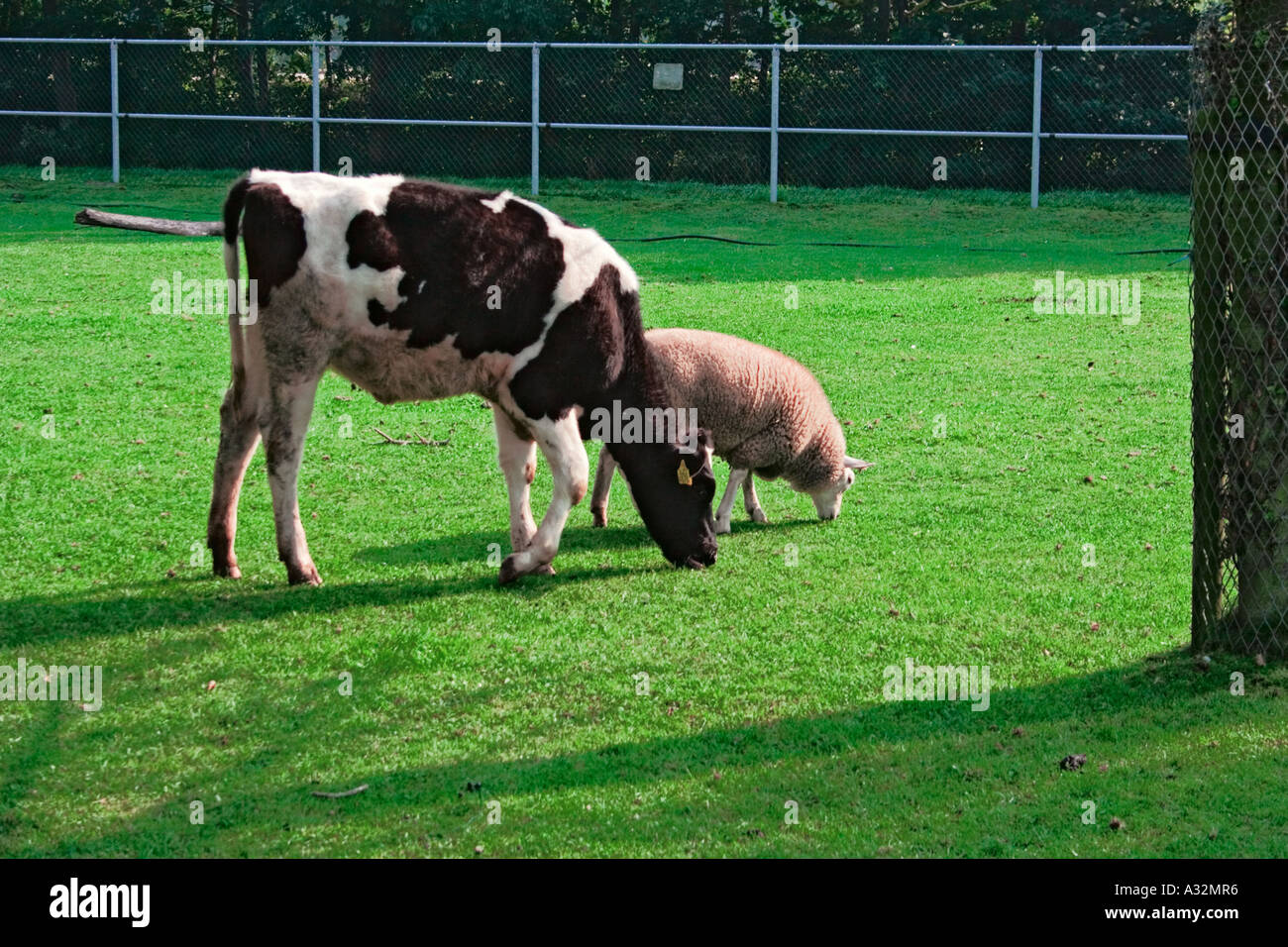 Grazing cow and Lamb, Netherlands Stock Photo - Alamy