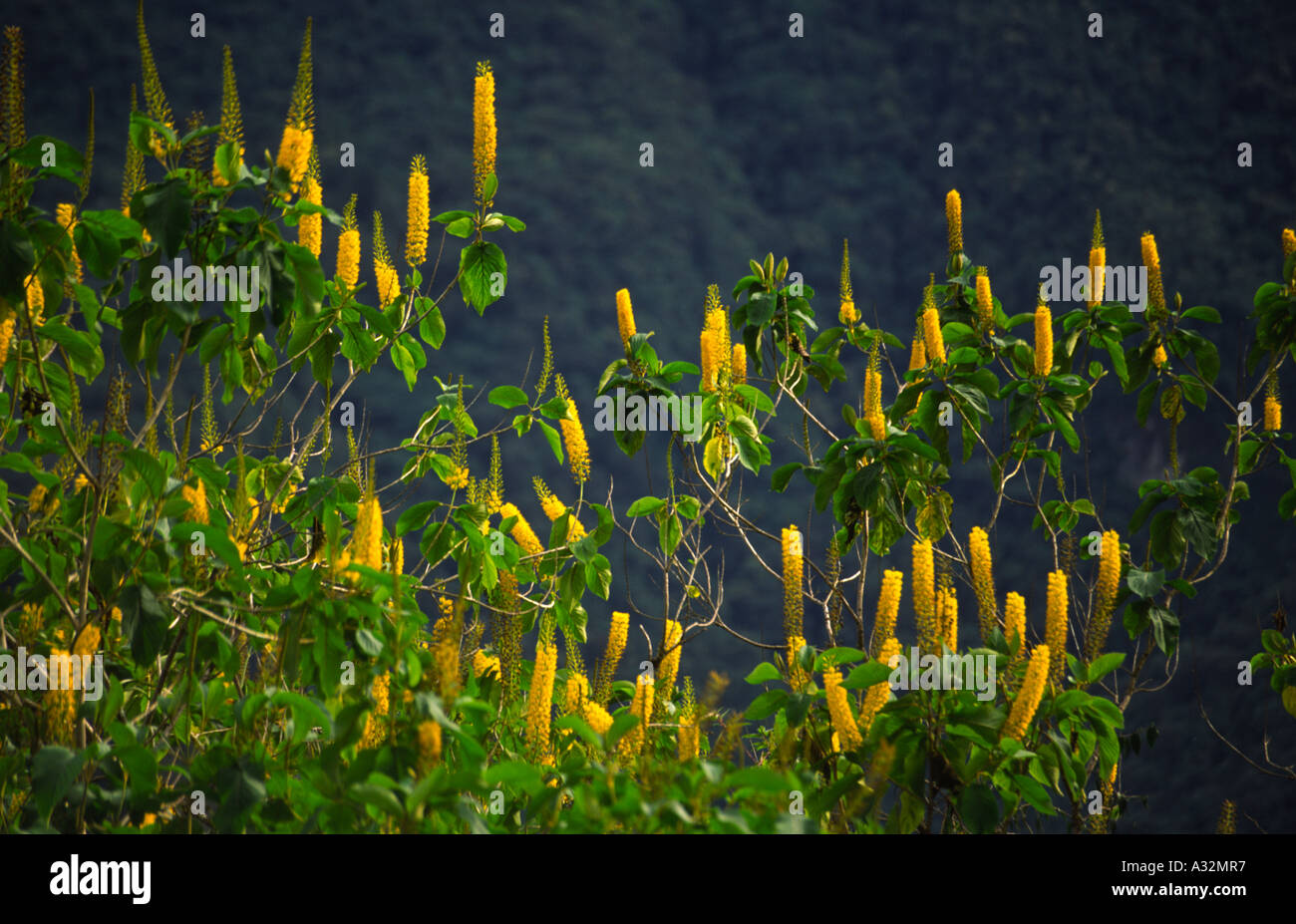 Yellow flowers along the path to Machu Picchu, Inca trail, Andes, Peru ...