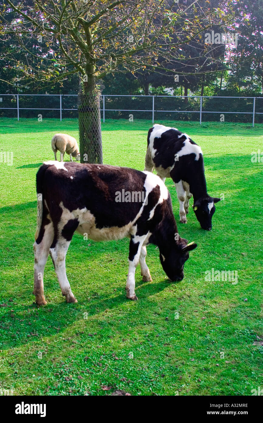 Netherlands cows hi-res stock photography and images - Alamy