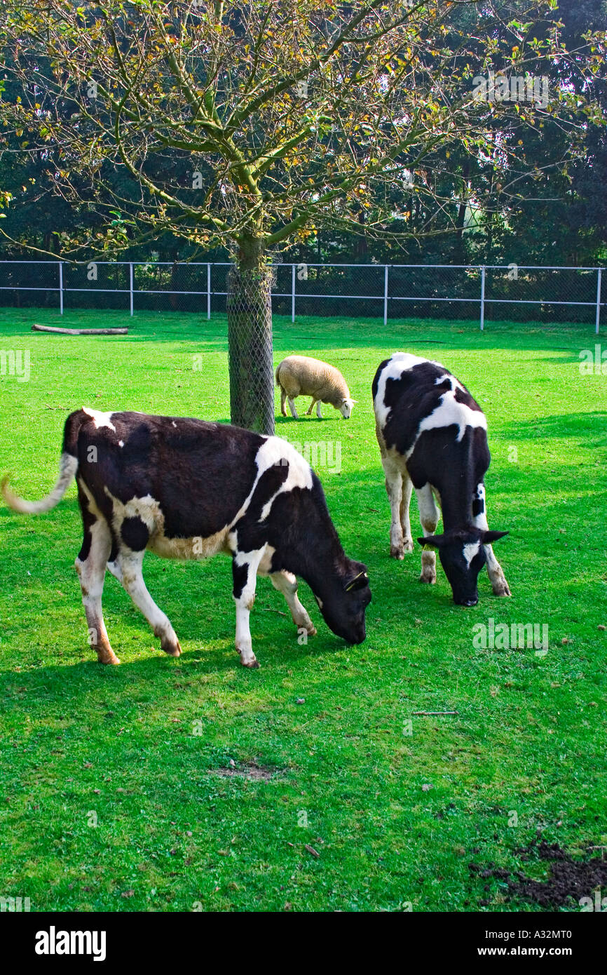 Grazing cows, Netherlands Stock Photo - Alamy