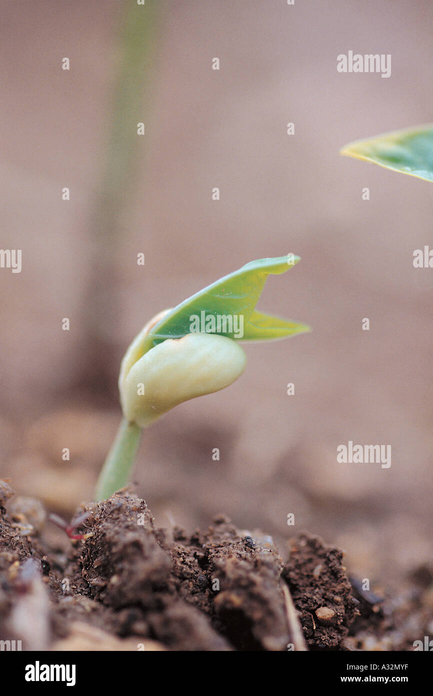 A sprout pushed out from the soil Stock Photo - Alamy