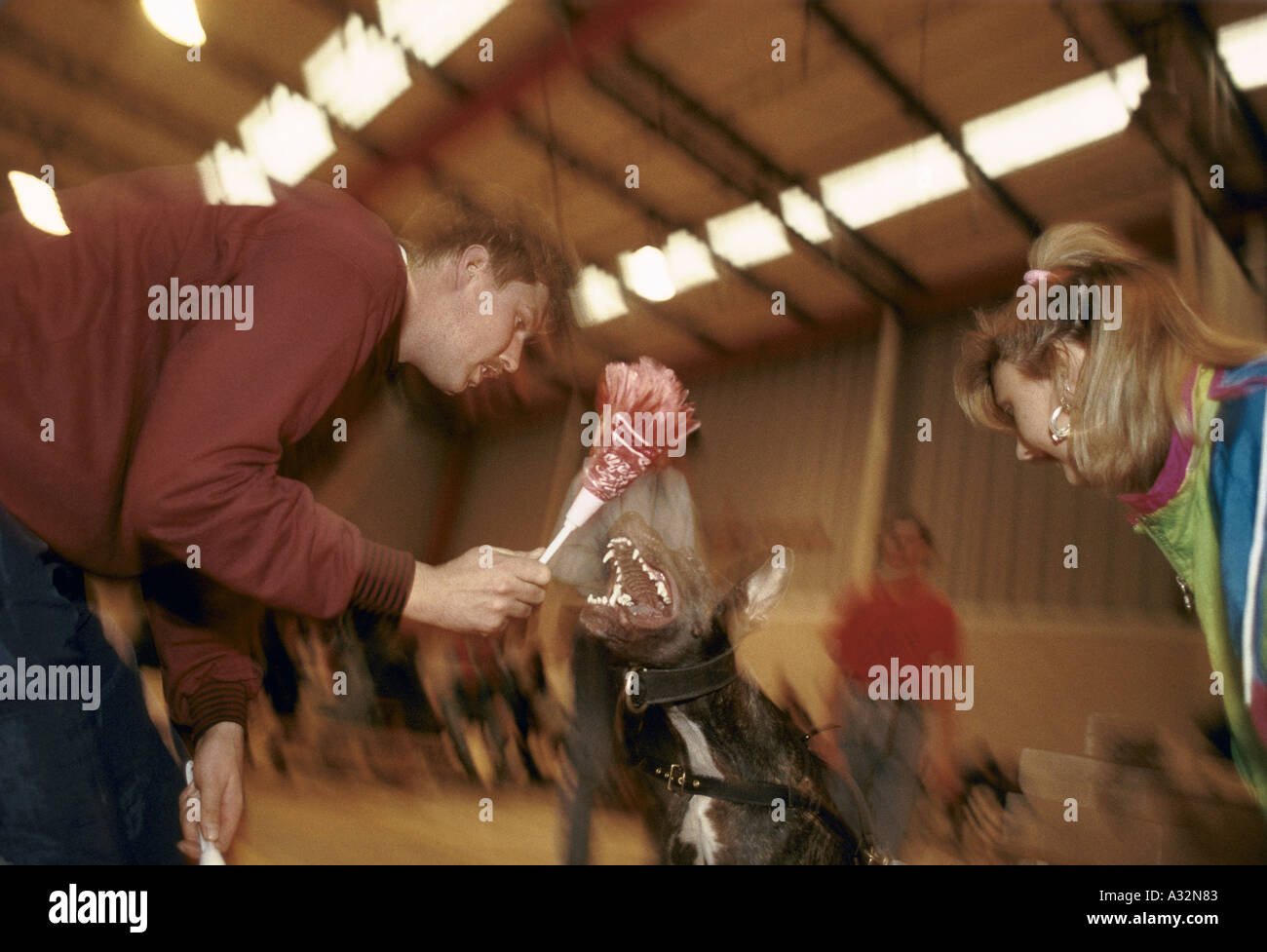 man woman taunt dog with feather duster during bull terrier strength ...