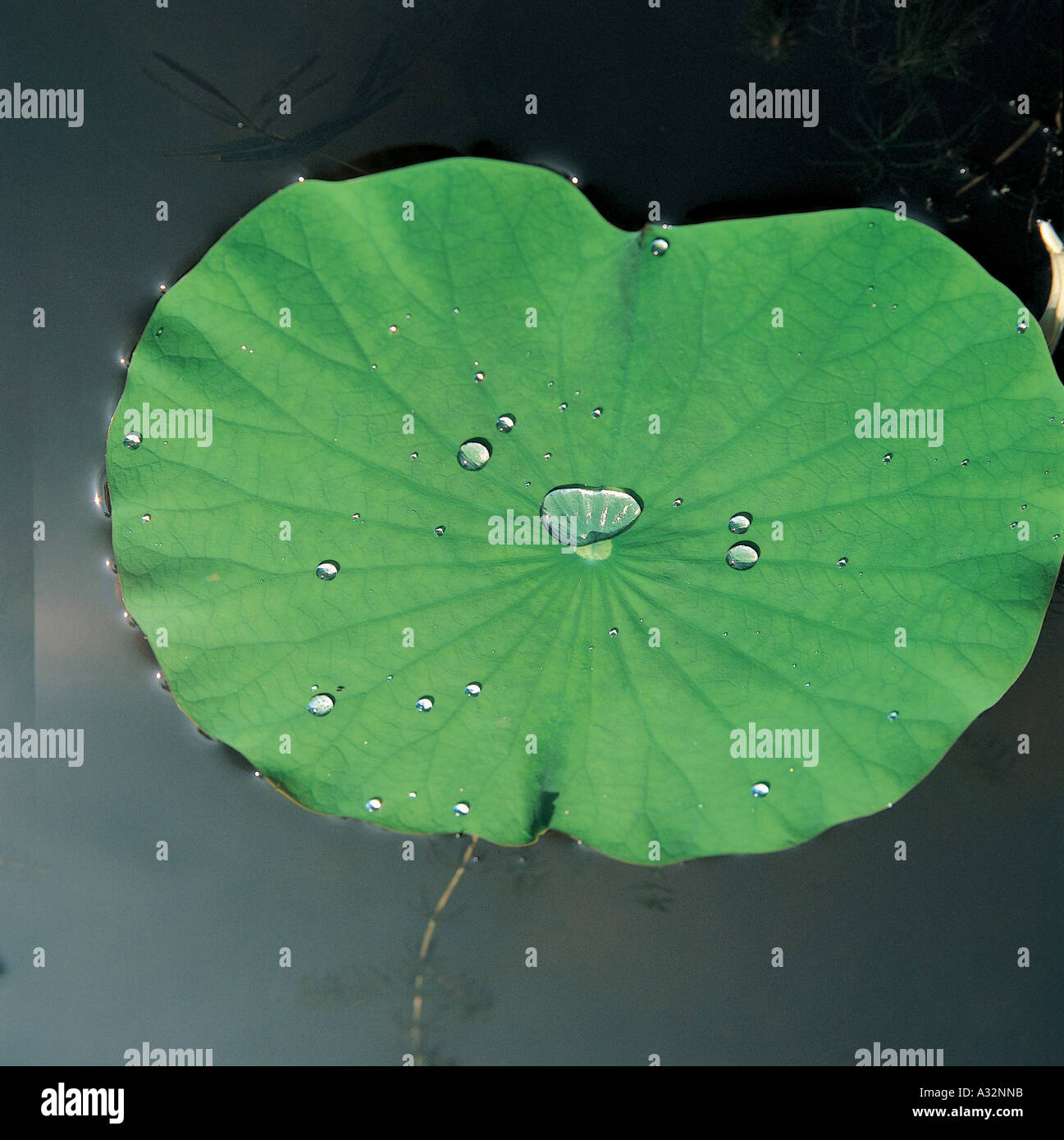 A big lotus leaf floating on the water Stock Photo - Alamy