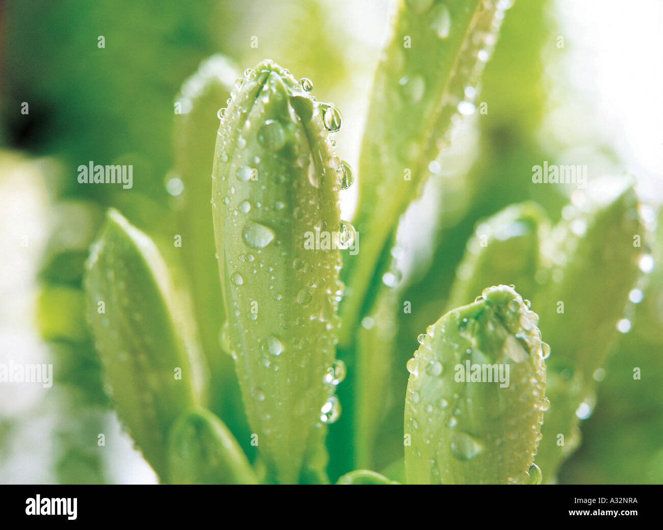 The buds covered in water drops Stock Photo - Alamy