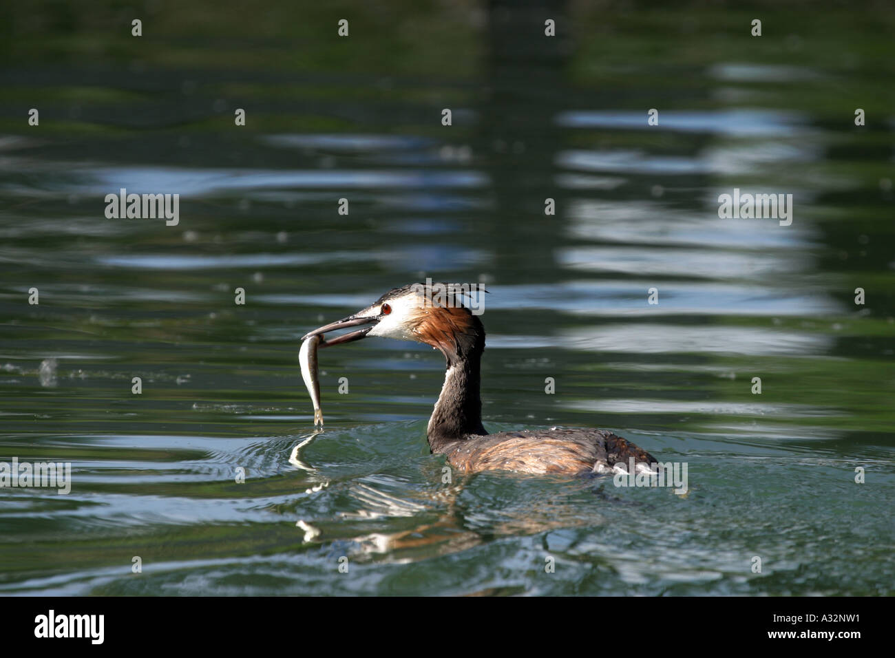 crested Grebe with fish catch Stock Photo - Alamy