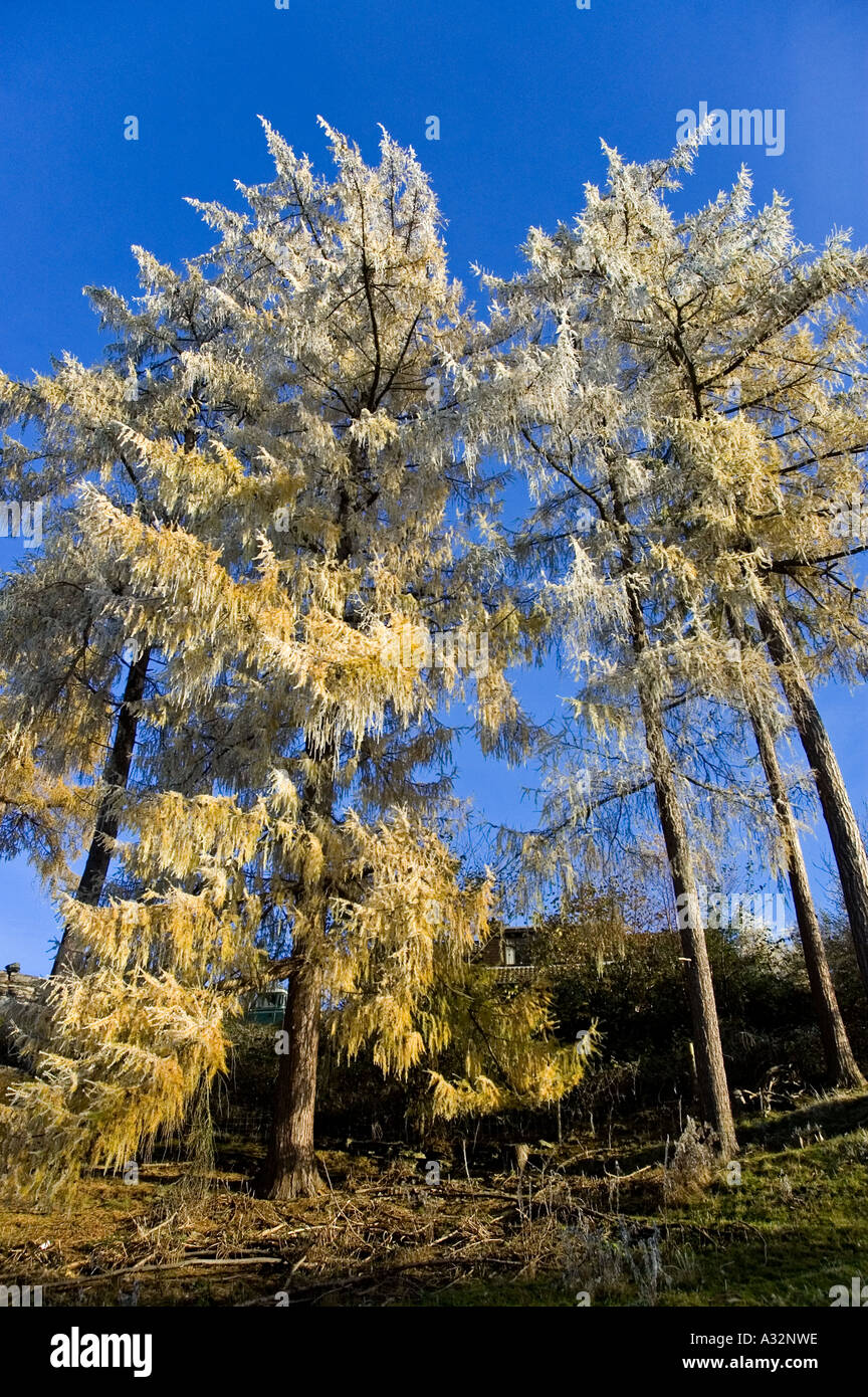 A winter scene in Powys, Wales, UK Stock Photo - Alamy