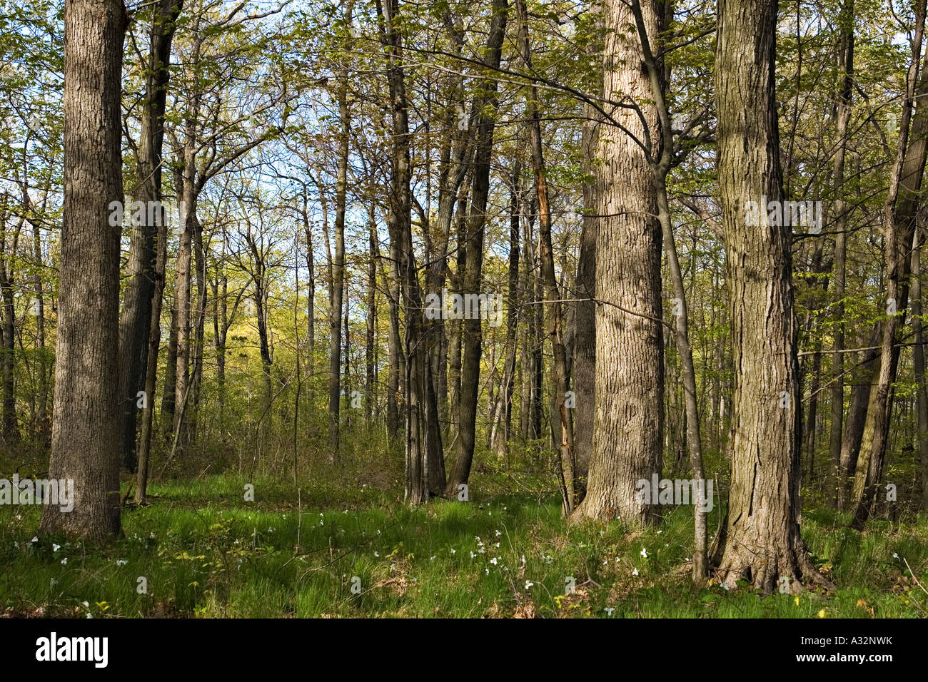 PRESERVES Ft Sheridan Illinois Springtime in forest preserve near Lake ...