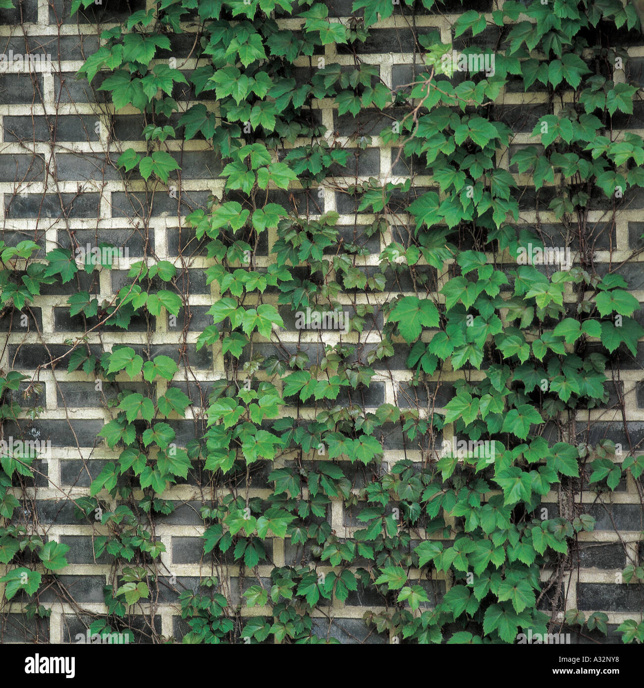 vine,ivy,vine,wall,wall,wall,vine,ivy,vine,wall,sp Stock Photo - Alamy