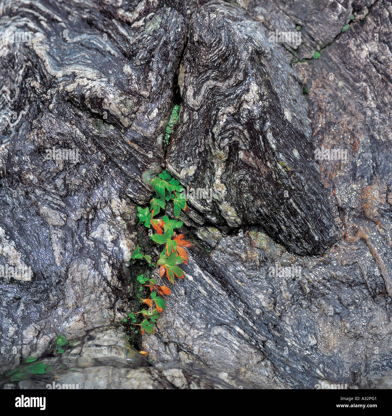 Gab hi-res stock photography and images - Alamy