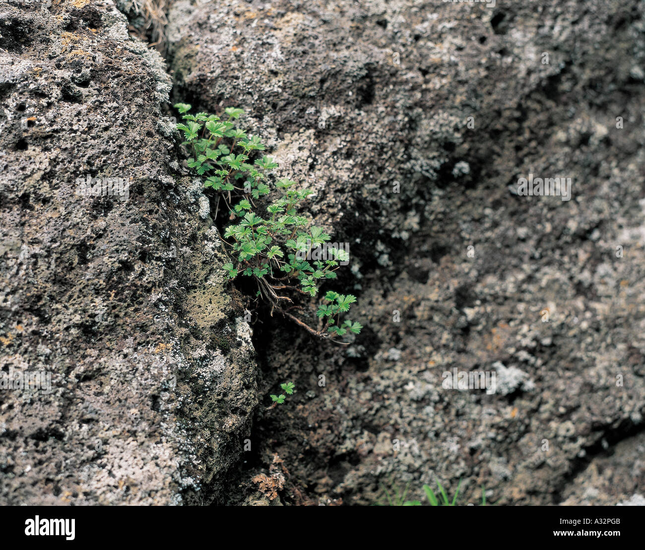 Gab hi-res stock photography and images - Alamy