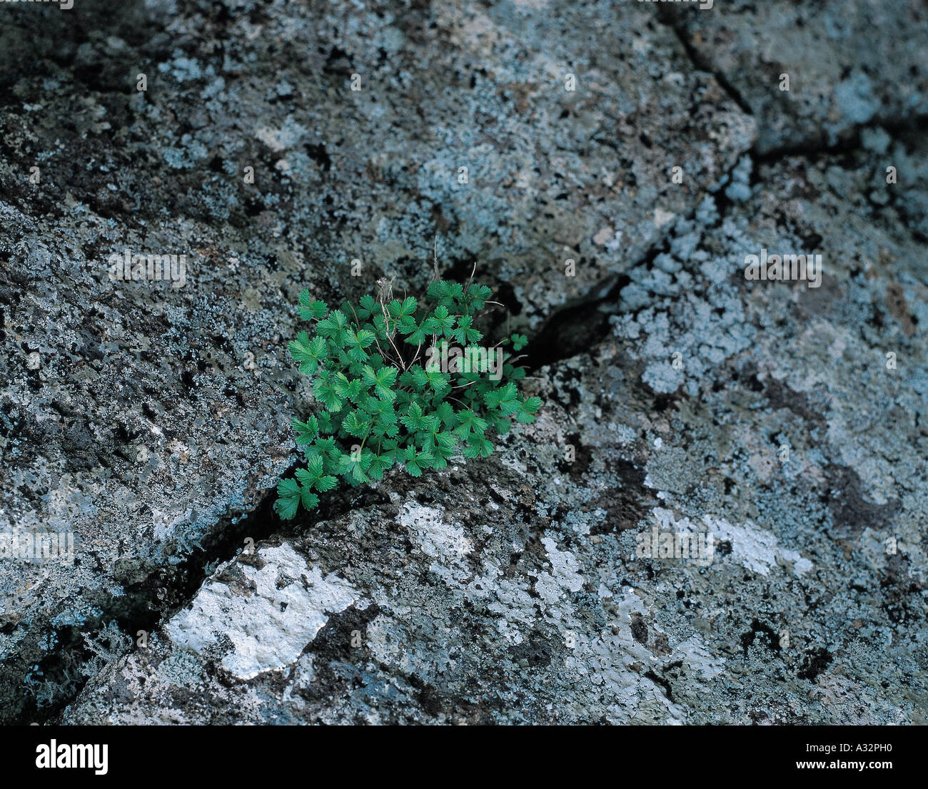 Gab hi-res stock photography and images - Alamy