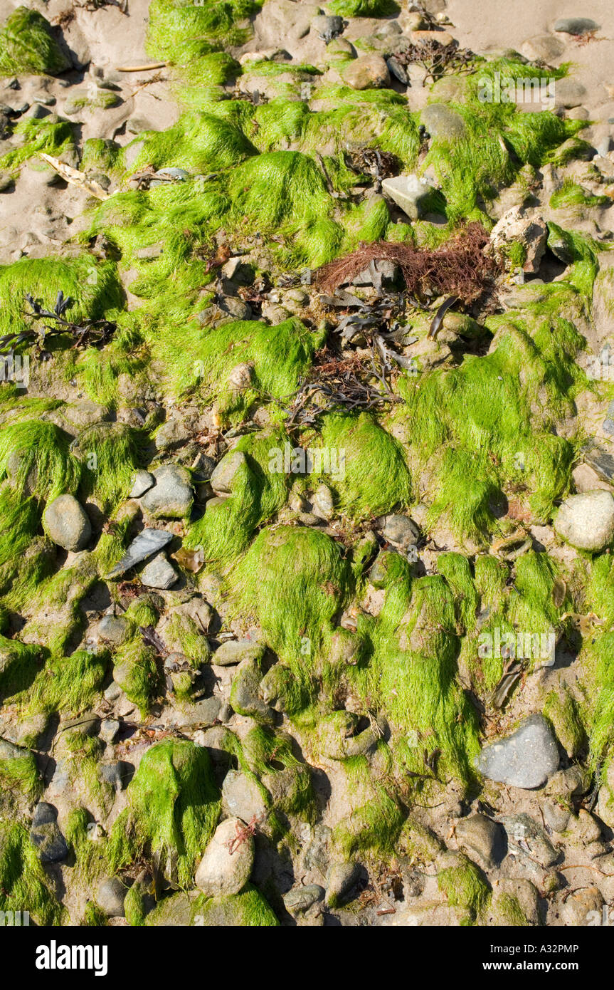 Seaweed on the Shore 2 Stock Photo - Alamy