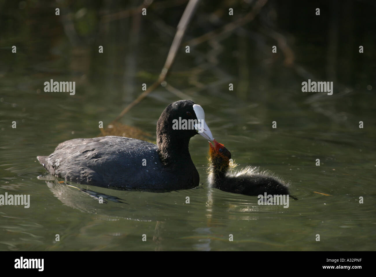 Mother Coot with baby chick Stock Photo - Alamy
