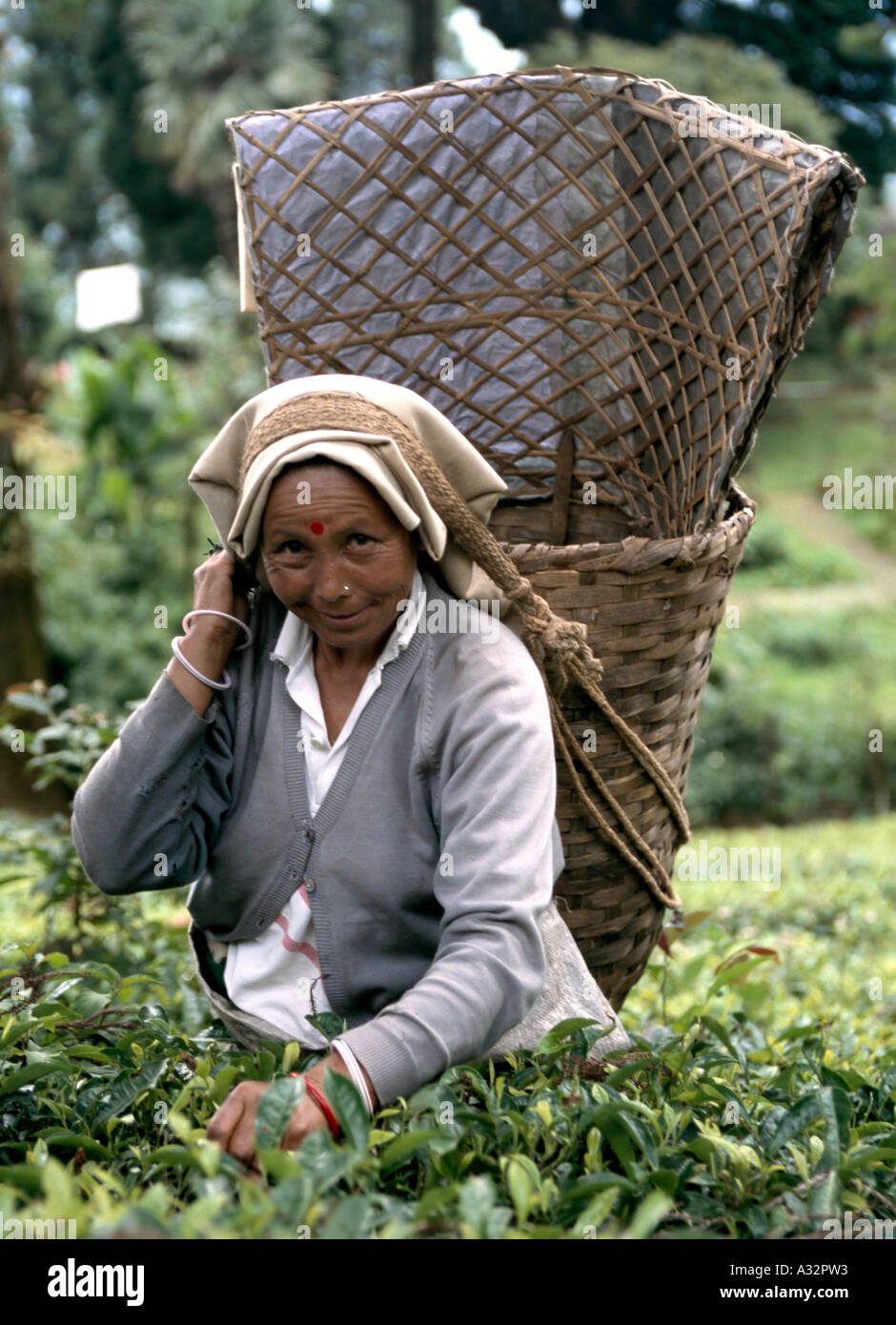 Happy valley tea estate hi-res stock photography and images - Alamy