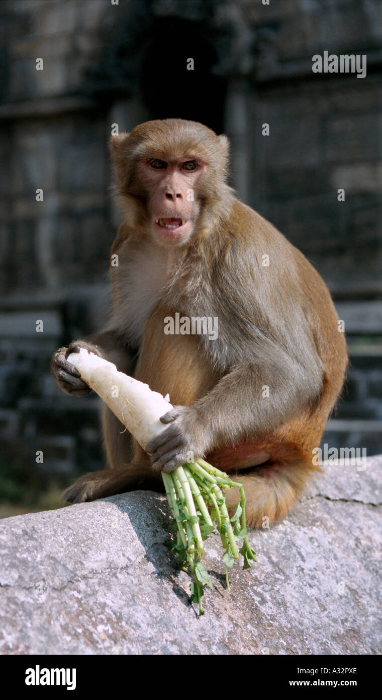 Monkey Eating At Pasupatinath Nepal Stock Photo - Alamy